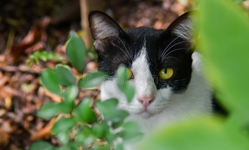 Portrait of Cat with Green Leaf Foreground Stock Image - Image of ...