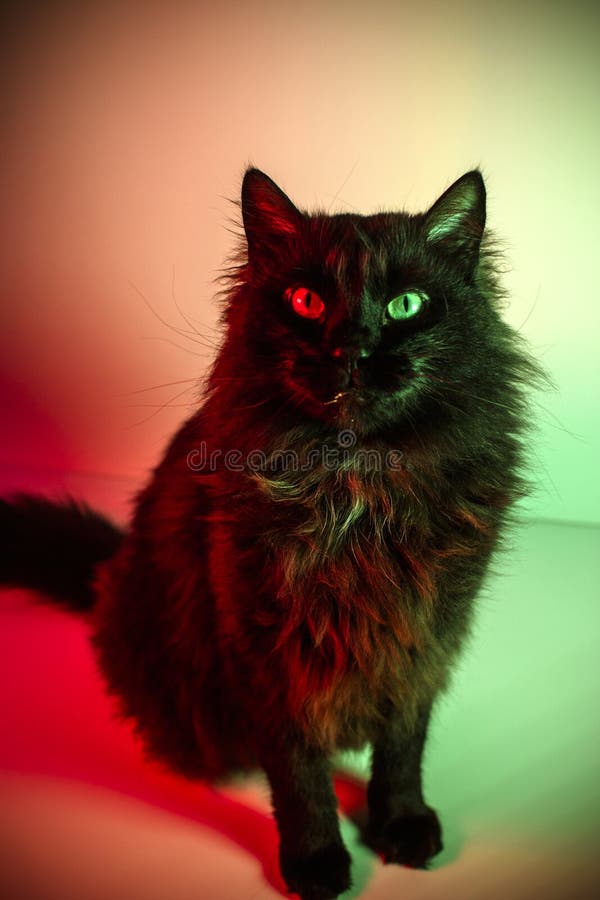 Portrait of a Cat with Green and Red Lights Stock Photo - Image of ...