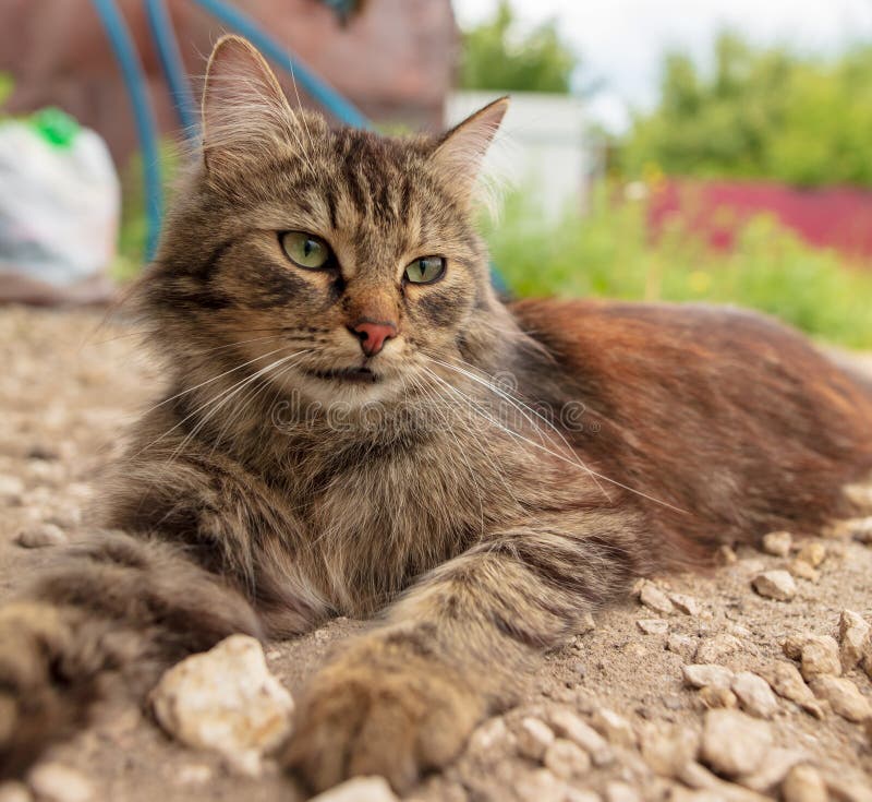Portrait of a Cat on the Ground Stock Photo - Image of domestic, home ...