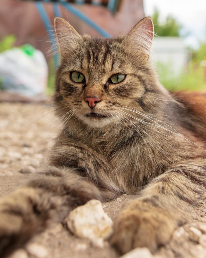 Portrait of a Cat on the Ground Stock Image - Image of lying, care ...
