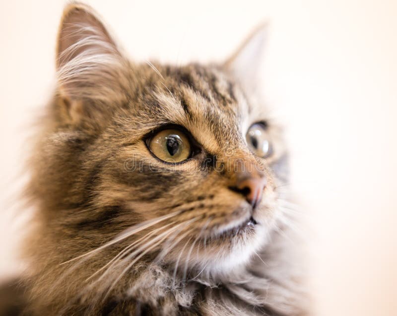 Portrait of a Cat in the House Stock Photo - Image of house, warm ...