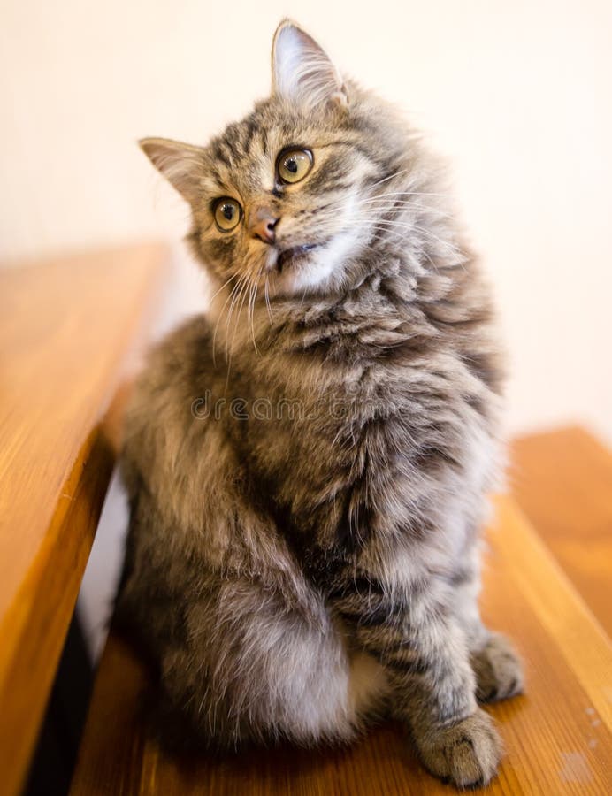 Portrait of a Cat in the House Stock Image - Image of hair, beautiful ...