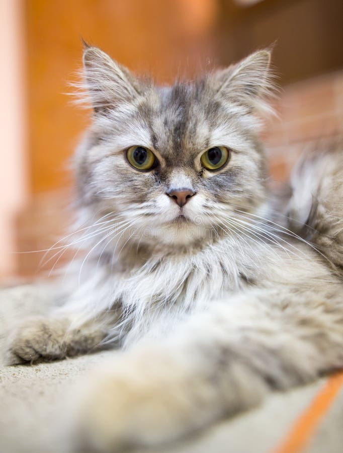 Portrait of a Cat in the House Stock Photo - Image of beautiful, house ...