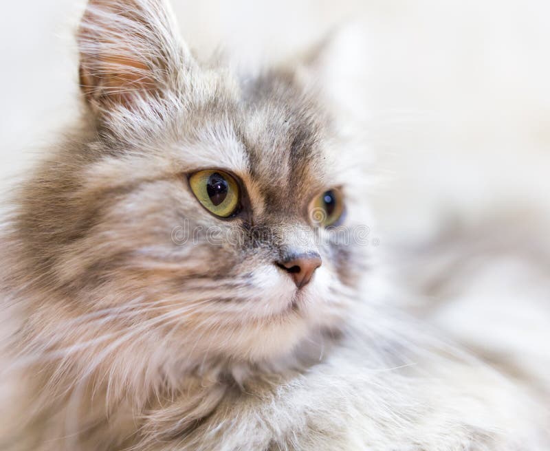 Portrait of a Cat in the House Stock Photo - Image of kitten, white ...