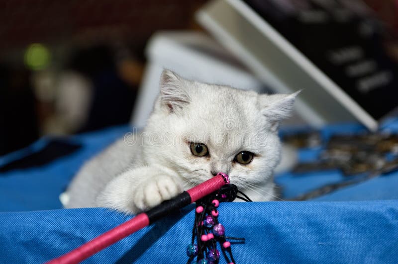 Portrait of a cat III stock image. Image of sphynx, purebred - 130913197