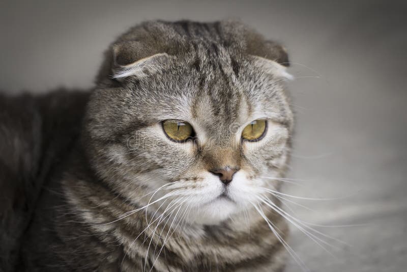 Portrait of a Cat. the Cat Looks Down Stock Photo - Image of mammal ...