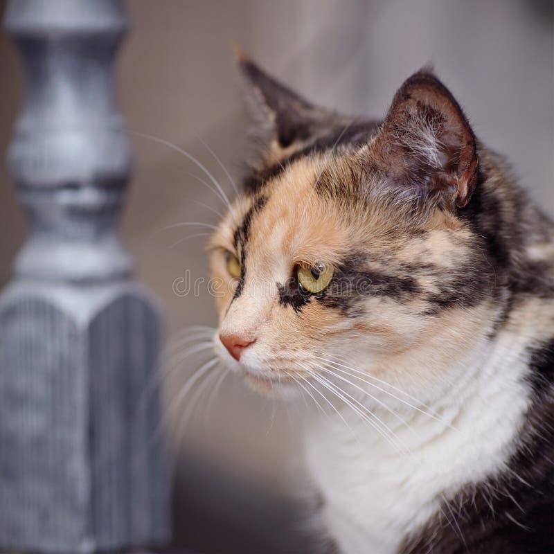 Portrait of a Cat of a Multi-colored Color. Stock Image - Image of puss ...