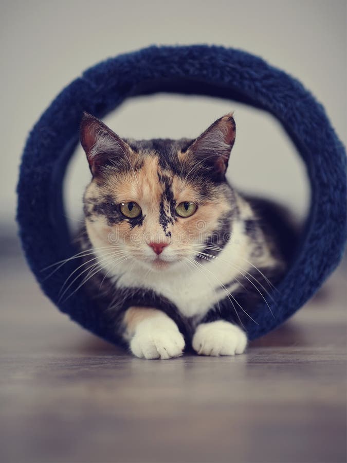 Portrait of a Cat of a Multi-colored Color. Stock Photo - Image of ...