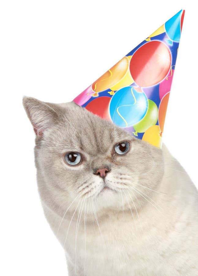 Portrait of a Cat with Party Hat Stock Photo - Image of fuzzy, breed ...
