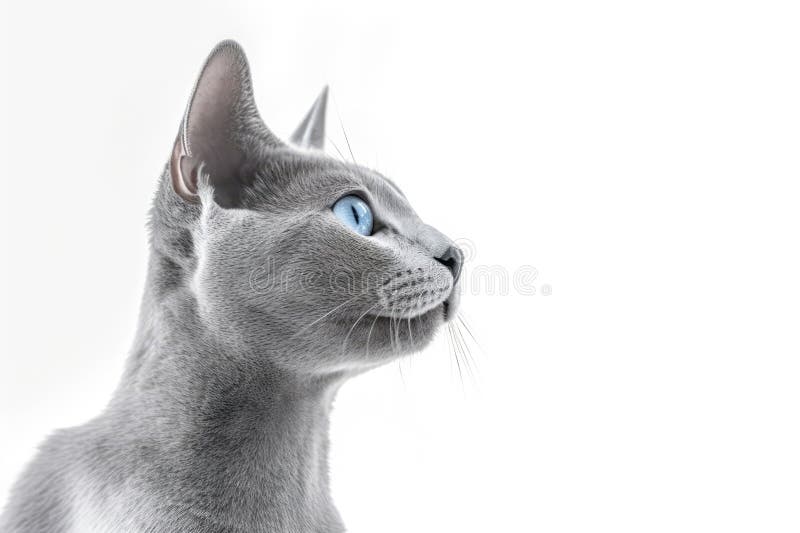 Portrait of Cat Russian Blue in Profile on White Background. Empty ...