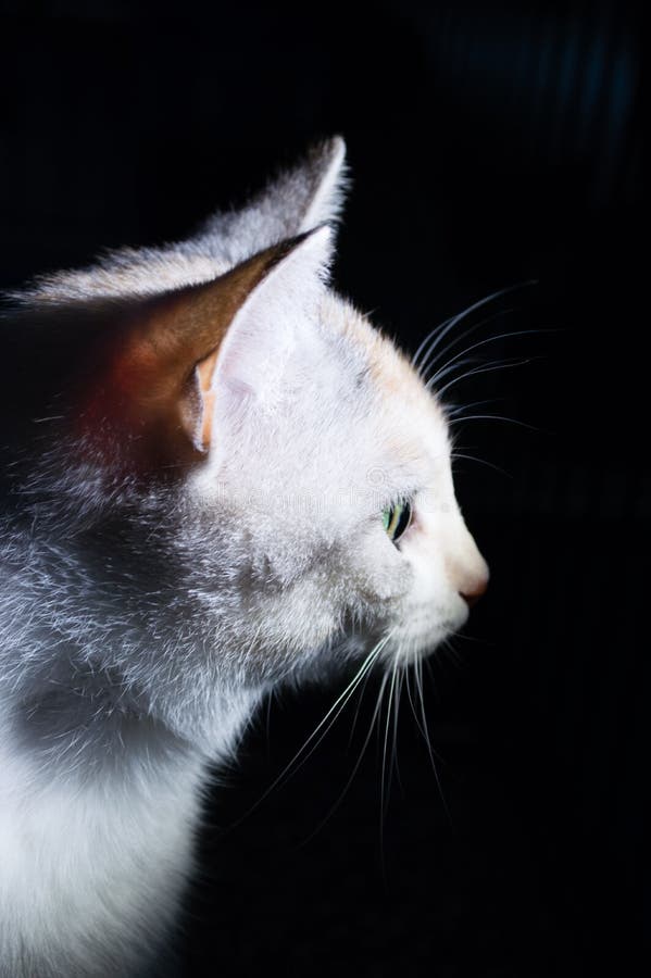 Tabby Cat Side Profile Head Portrait Stock Image - Image of focus, cats ...