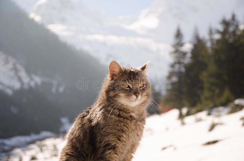 Portrait of a Cat Sitting Outside in the Sun Stock Image - Image of ...