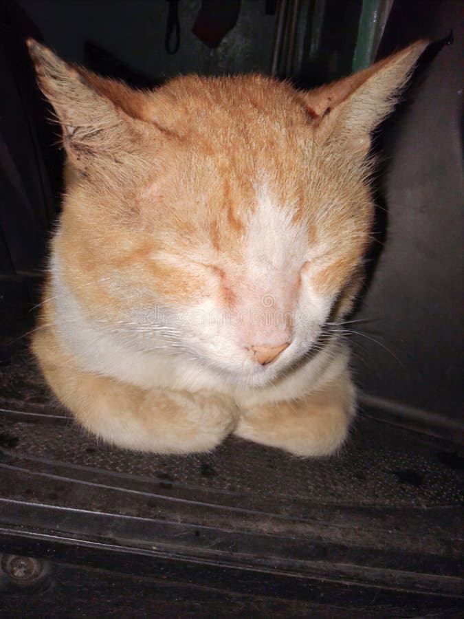 Portrait of Cat Sleeping at Night Stock Image - Image of whiskers, head ...