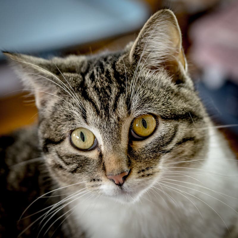 Portrait of a Cat Staring at the Camera Stock Image - Image of eyes ...
