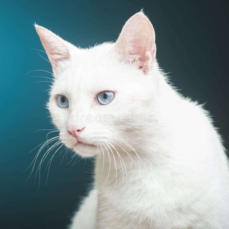 Portrait of a Cat in the Studio Stock Photo - Image of dommestic, face ...