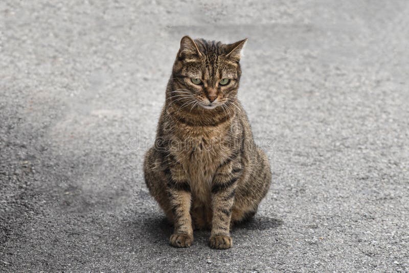 Sunset on a Lake with the City Behind Stock Image - Image of lancy ...