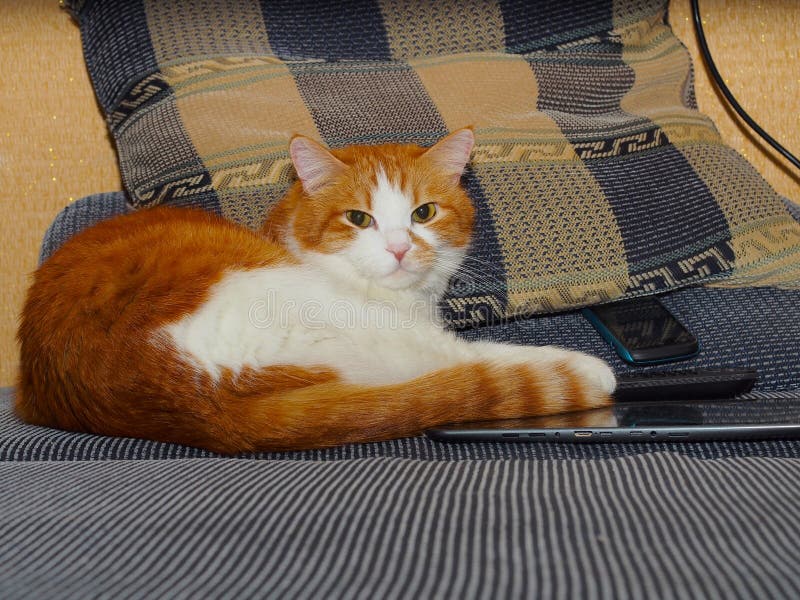 Portrait of cat stock photo. Image of companion, humor - 35635062