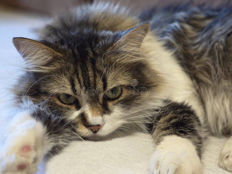 Portrait of a Cat. Tri-colored Cat, Resting Cat Stock Photo - Image of ...