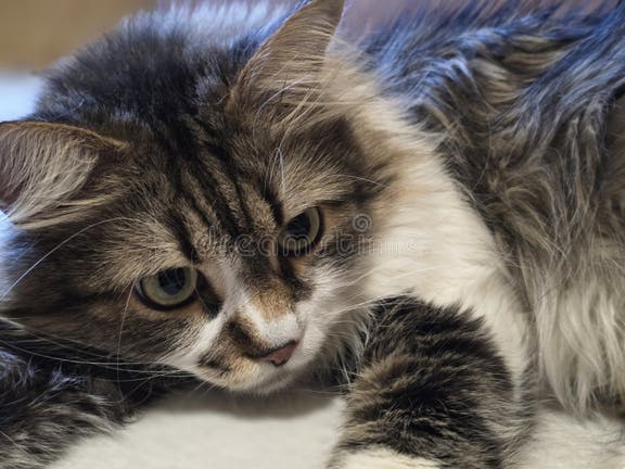 Portrait of a Cat. Tri-colored Cat, Resting Cat Stock Image - Image of ...