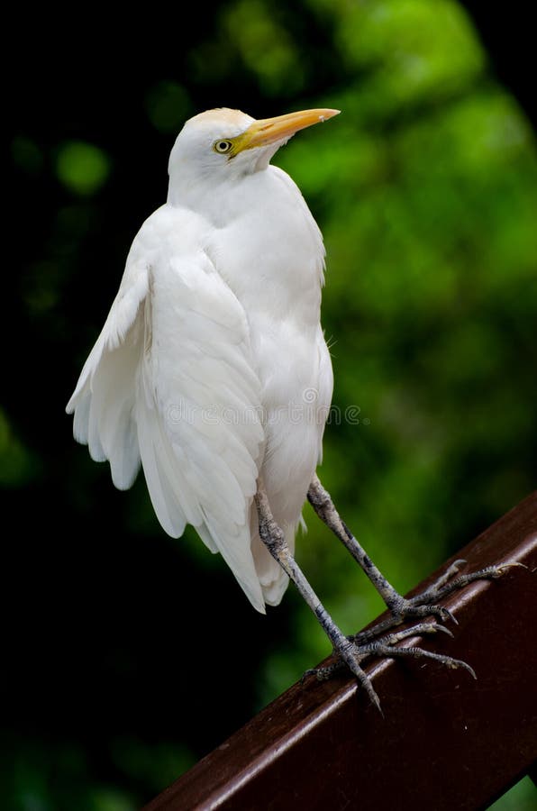 Portrait of a Cattle Egret. Stock Image - Image of wild, colorful: 383076791