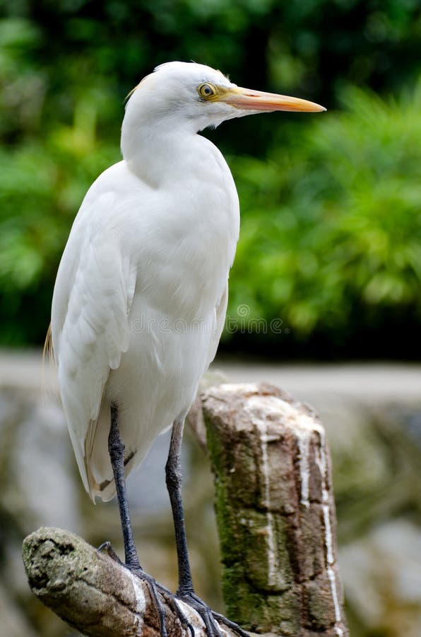 Portrait of a Cattle Egret. Stock Photo - Image of colorful, white: 383076860