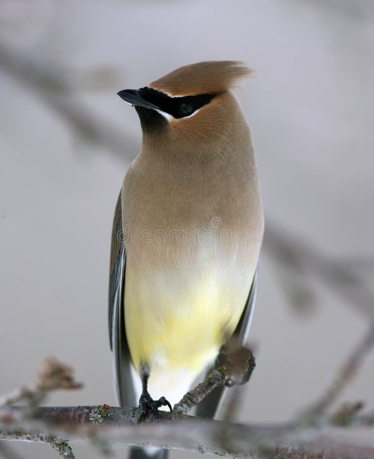 Cedar Waxwing flying stock photo. Image of cedar, waxwing - 37043194