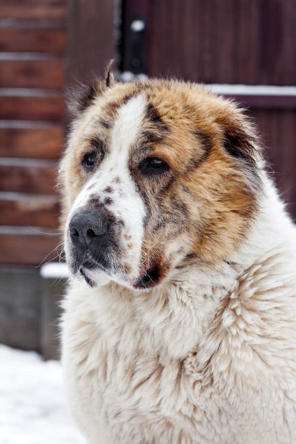 Portrait of Central Asian Shepherd Alabai. Side View Stock Photo ...