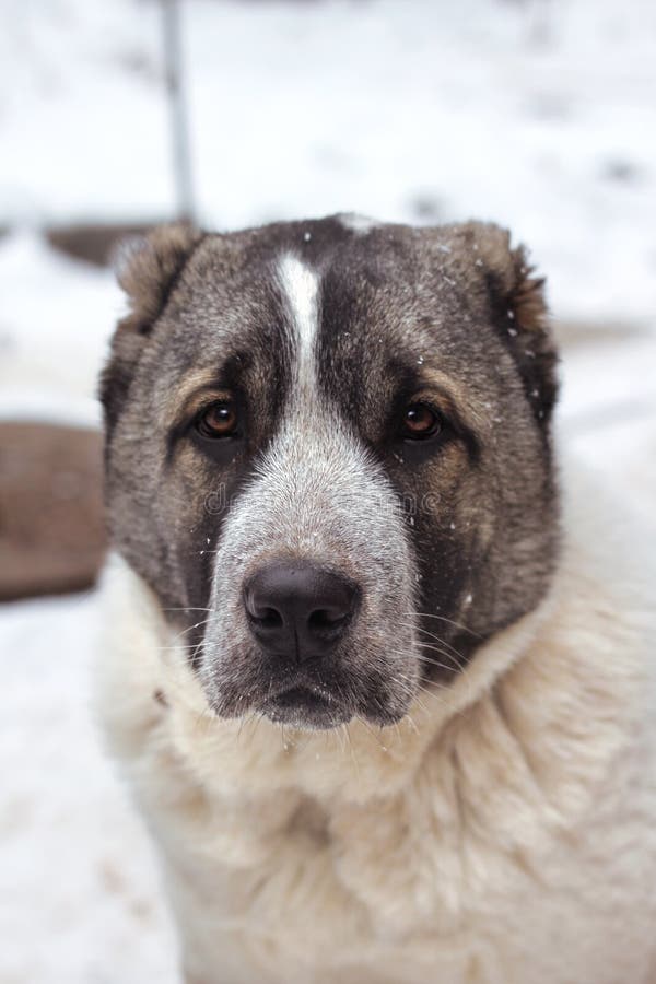 Puppy Central Asian Shepherd Dog in the Snow Stock Image - Image of ...