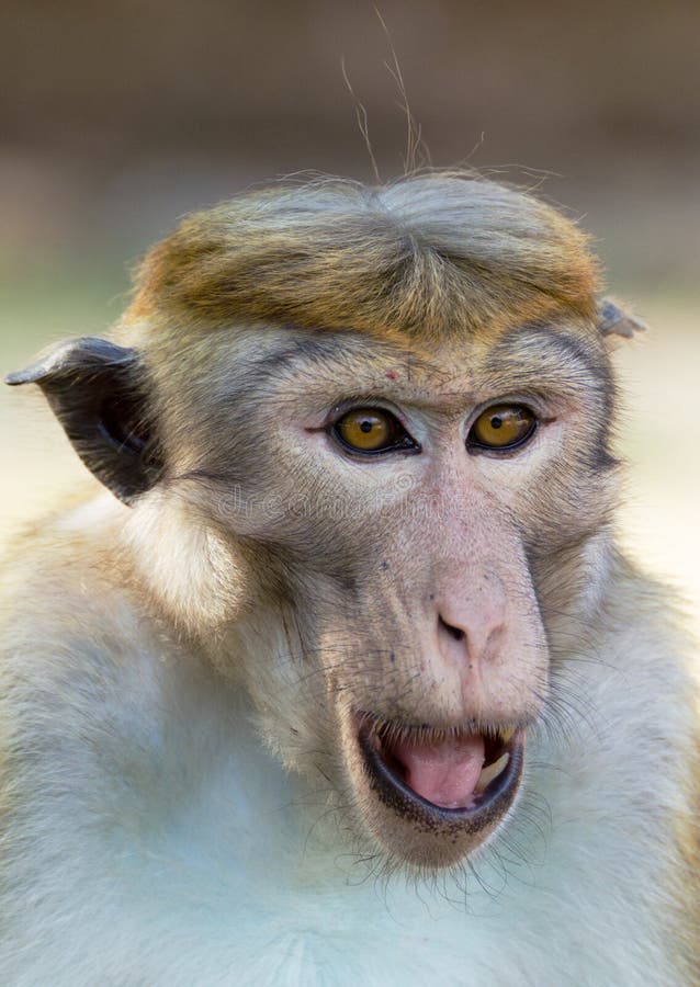 Portrait of Ceylon Macaque Closeup Stock Image - Image of primate, asia ...