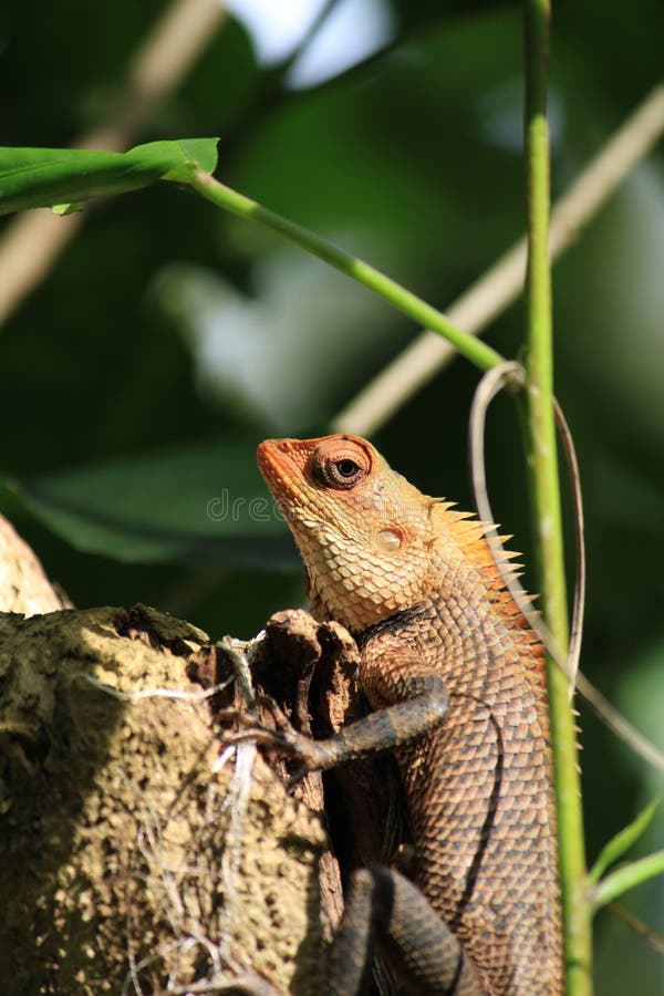 Portrait of Chameleon Animal, Natural,wallpaper Stock Image - Image of ...