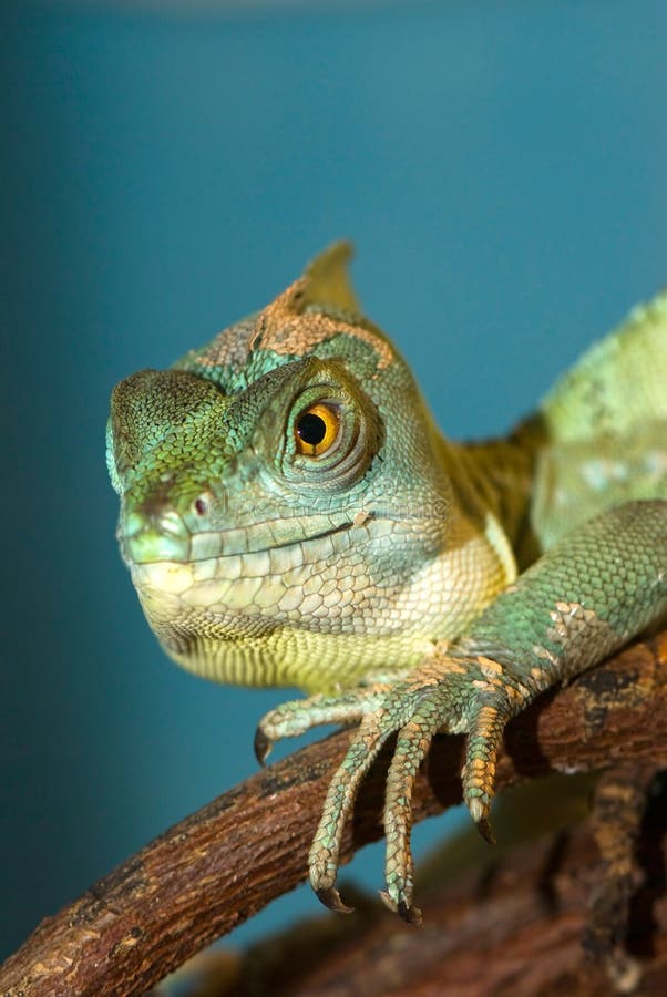 Portrait of an chameleon stock photo. Image of green, chameleon - 8757734