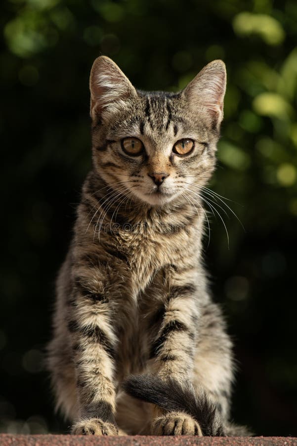 A Portrait of a Charming Young Cat with a Grey Tabby Coat, Gazing into ...