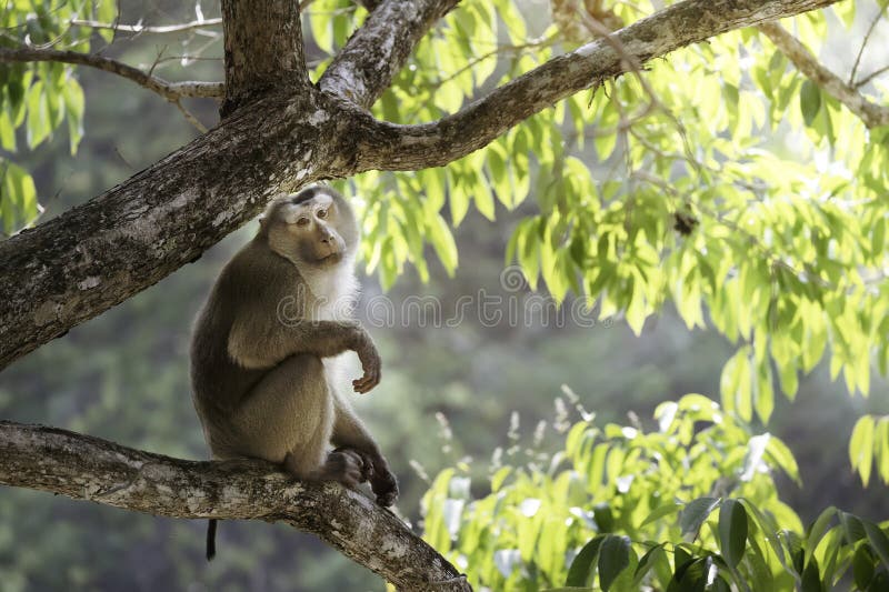 Cheeky Monkey Sitting on Tree in National Park Stock Photo - Image of ...