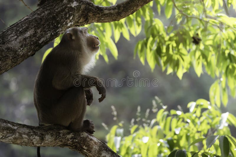 Cheeky Monkey Wsitting on Tree in National Park Stock Image - Image of ...