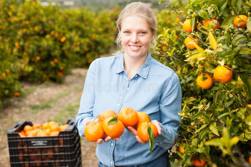 Female Workers Picking Mandarins in Box Stock Image - Image of checking ...