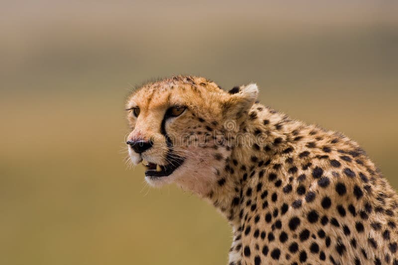 Cheetah side view profile stock photo. Image of portrait - 17234584