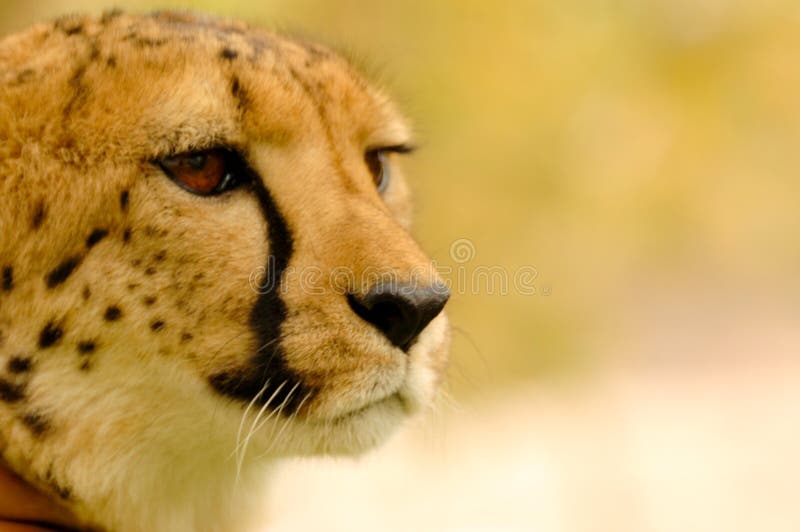 Portrait of a Cheetah Cub Behind Green Fence in a Zoo. Full Face Close ...
