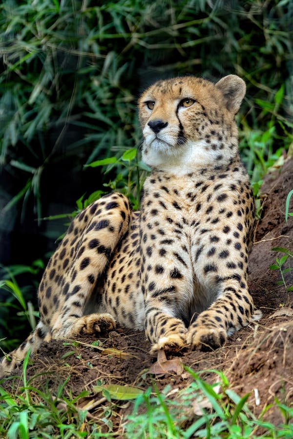 Portrait of Cheetah on Grass Stock Photo - Image of camouflage, mammal ...