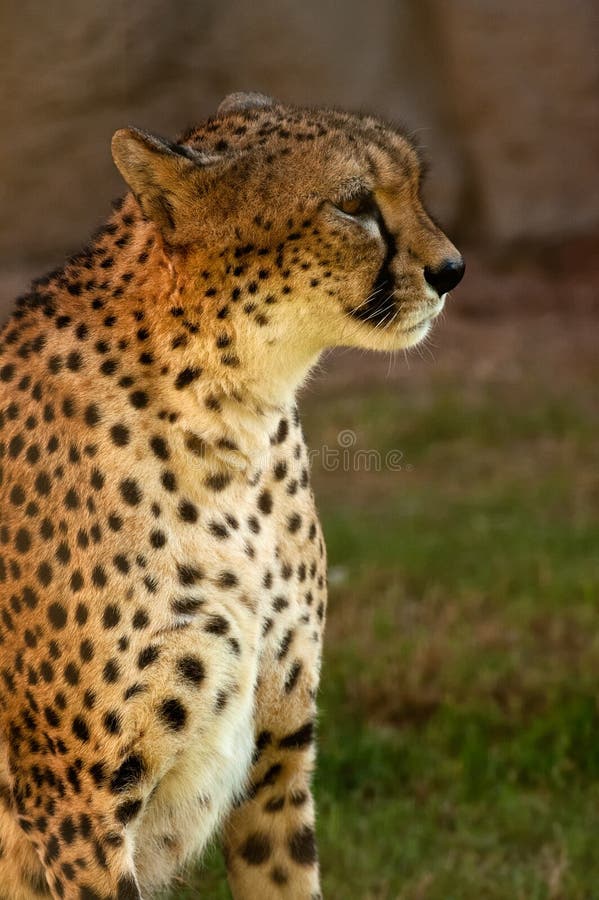 Side portrait of cheetah stock photo. Image of profile - 2660530