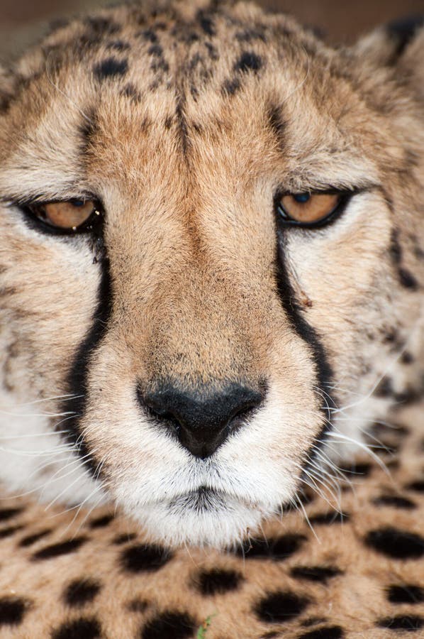 Cheetah Side Face Stock Photos - Free & Royalty-Free Stock Photos from ...