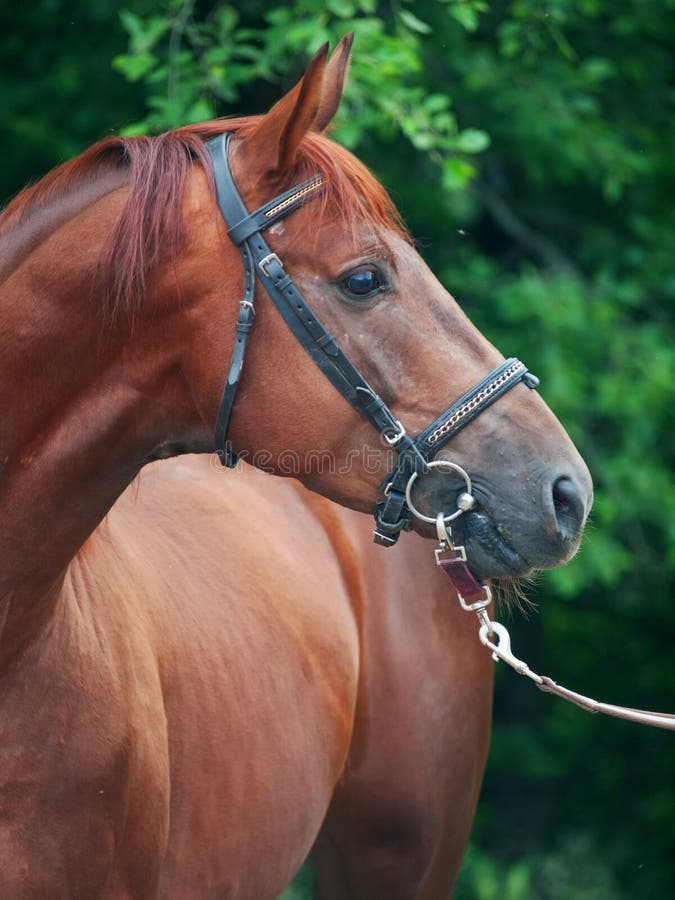 Portrait of Chestnut Trakehner Stallion. Stock Image - Image of ...