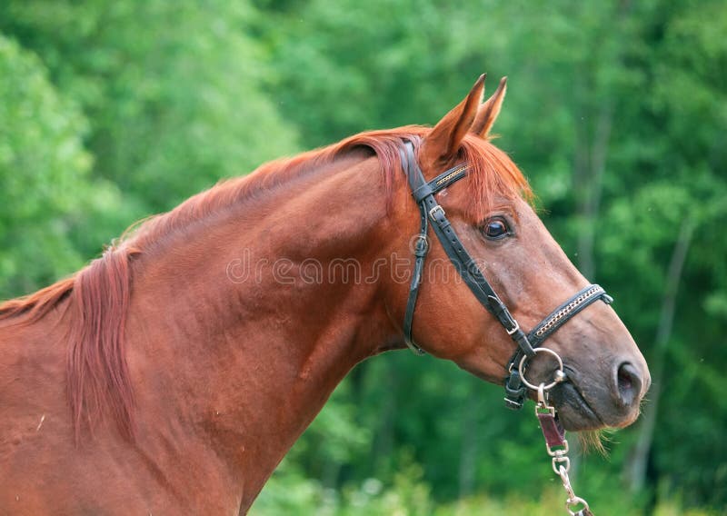 Portrait of Chestnut Trakehner Stallion. Stock Image - Image of pose ...