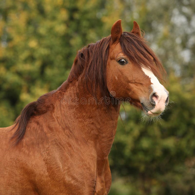 Brown Welsh Mountain Pony Stallion with Black Hair Galloping Stock ...
