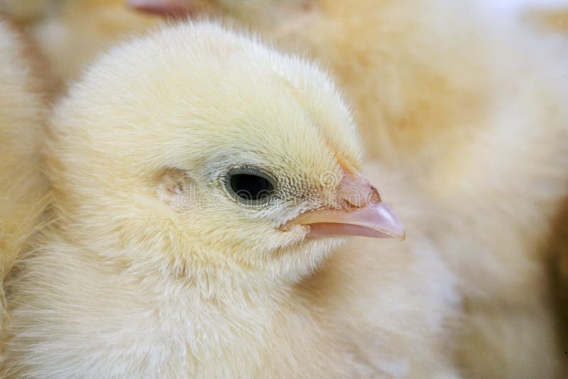PORTRAIT of CHICK stock photo. Image of shot, animals - 194422624