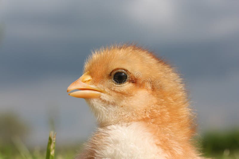 Portrait of a chick stock photo. Image of animal, bird - 39505172