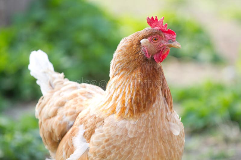 Portrait chicken stock image. Image of food, head, bird - 23236365