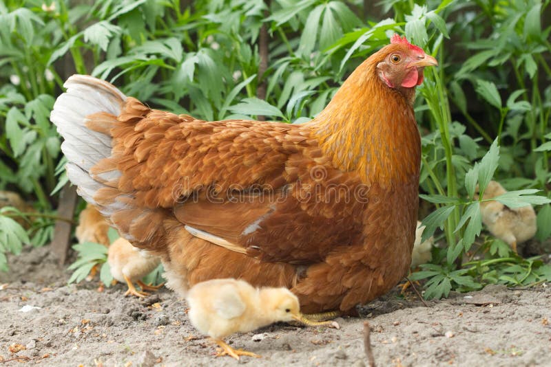 A Hen a Brood Hen with Chickens Stock Image - Image of food, grow: 16961343