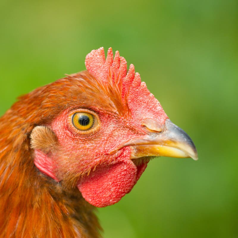 Chicken portrait stock photo. Image of animal, yellow - 29826628