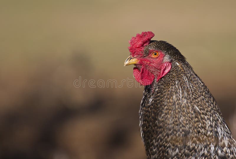 Portrait of a Chicken stock photo. Image of cockscomb - 29427406