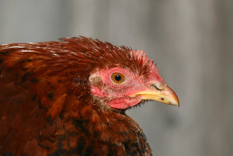 Portrait of a chicken stock image. Image of profile, face - 9427329